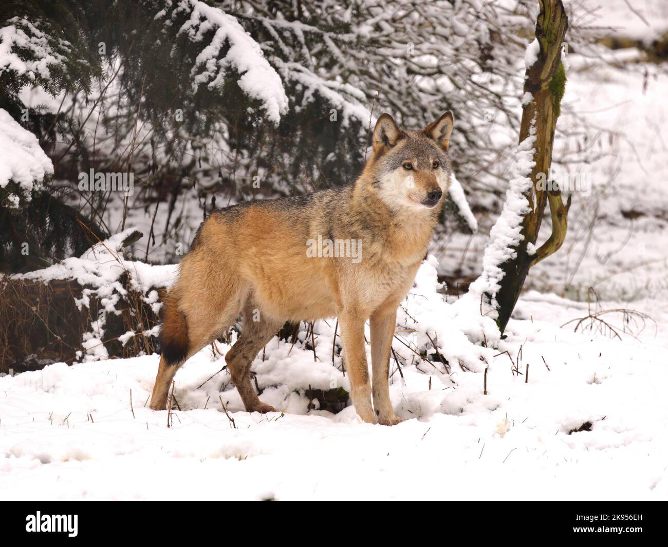 European gray wolf (Canis lupus lupus), in snowy forest, Germany ...