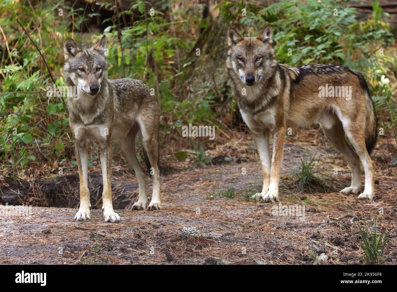 Lobo gris europeo canis lupus hi-res stock photography and images - Alamy