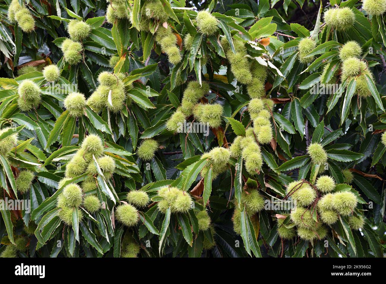 Spanish chestnut, sweet chestnut (Castanea sativa), infructescence in ...