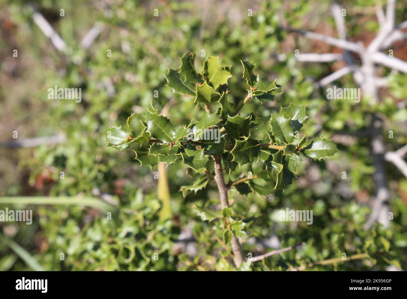 Quercus coccifera, Kermes Oak, Fagaceae. A wild plant shot in the fall ...