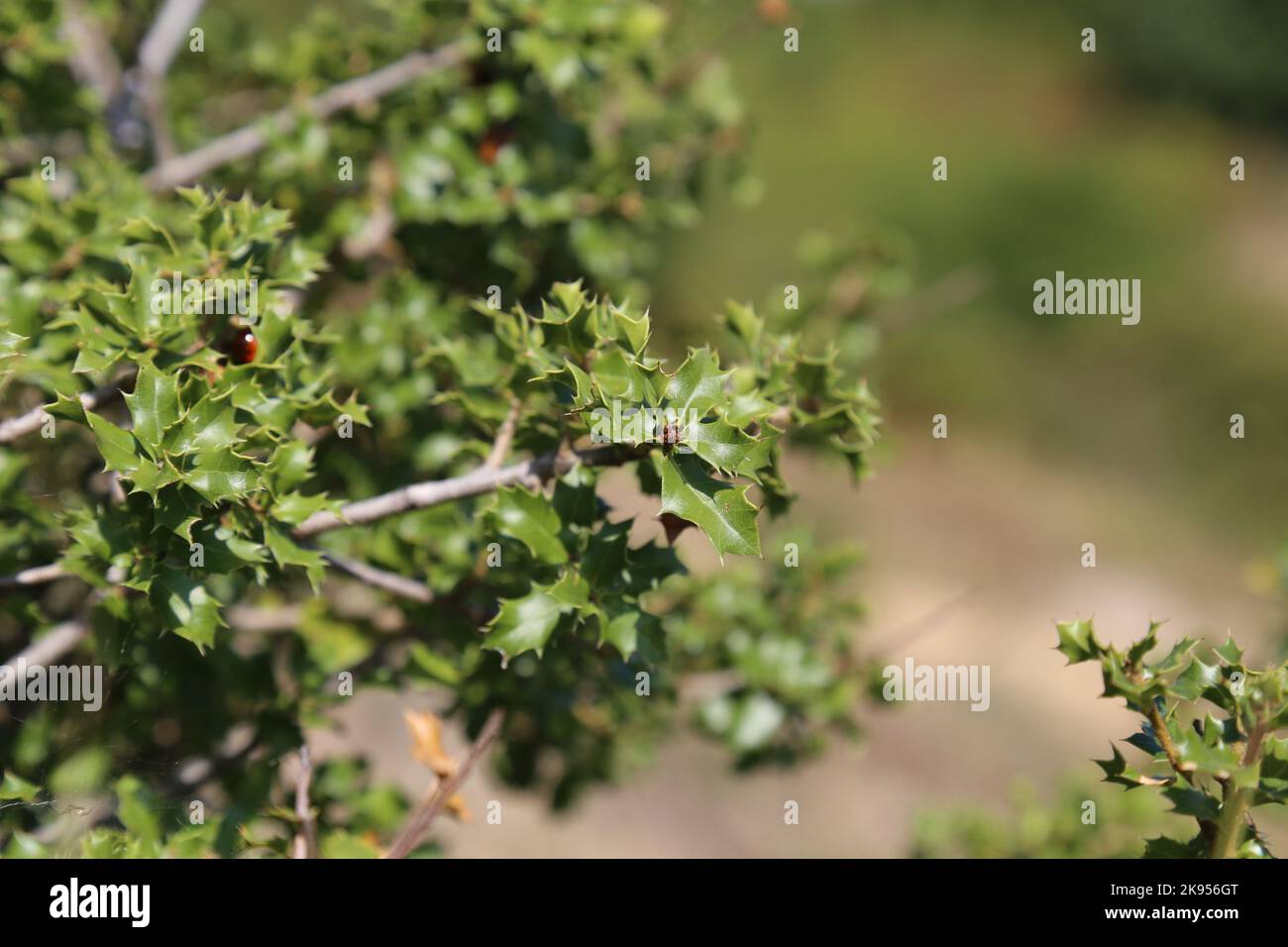 Quercus coccifera, Kermes Oak, Fagaceae. A wild plant shot in the fall ...