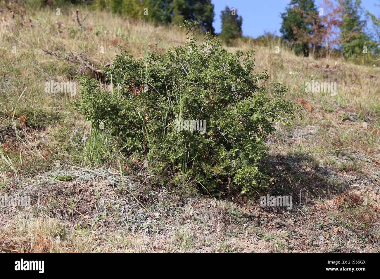 Quercus coccifera, Kermes Oak, Fagaceae. A wild plant shot in the fall ...