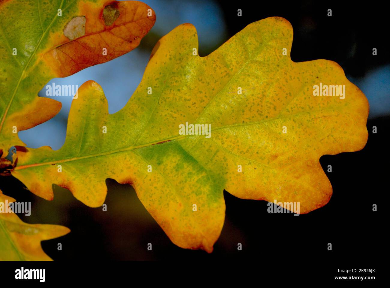 Eichenblatt hi-res stock photography and images - Alamy