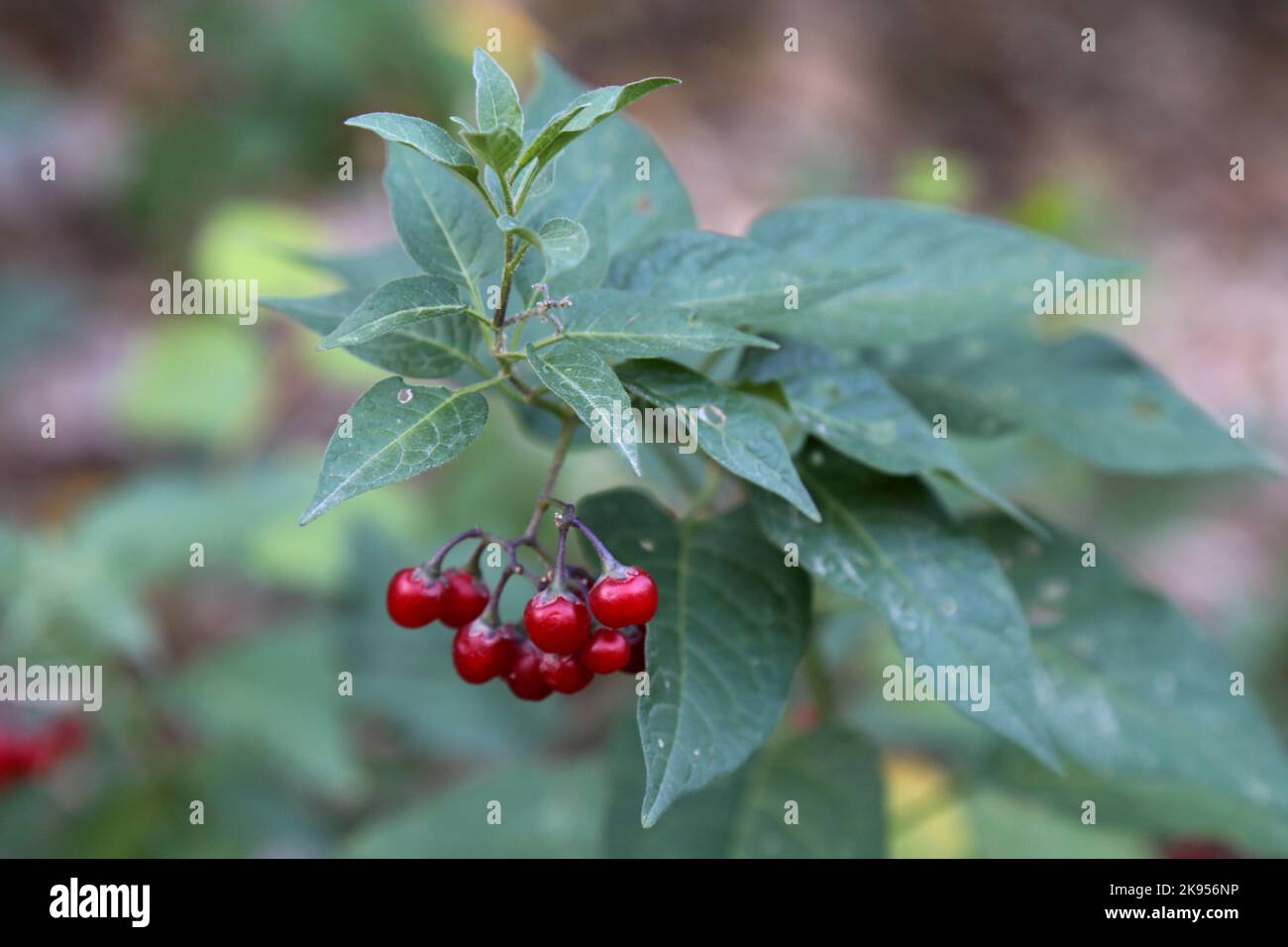 Solanum dulcamara, Bittersweet nightshade, Solanaceae. A wild plant shot in the fall Stock Photo ...