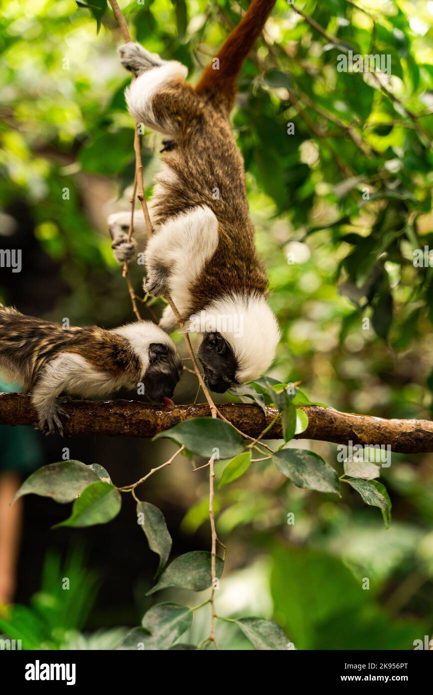 A vertical shot of the cotton-top tamarins on the tree in the ...