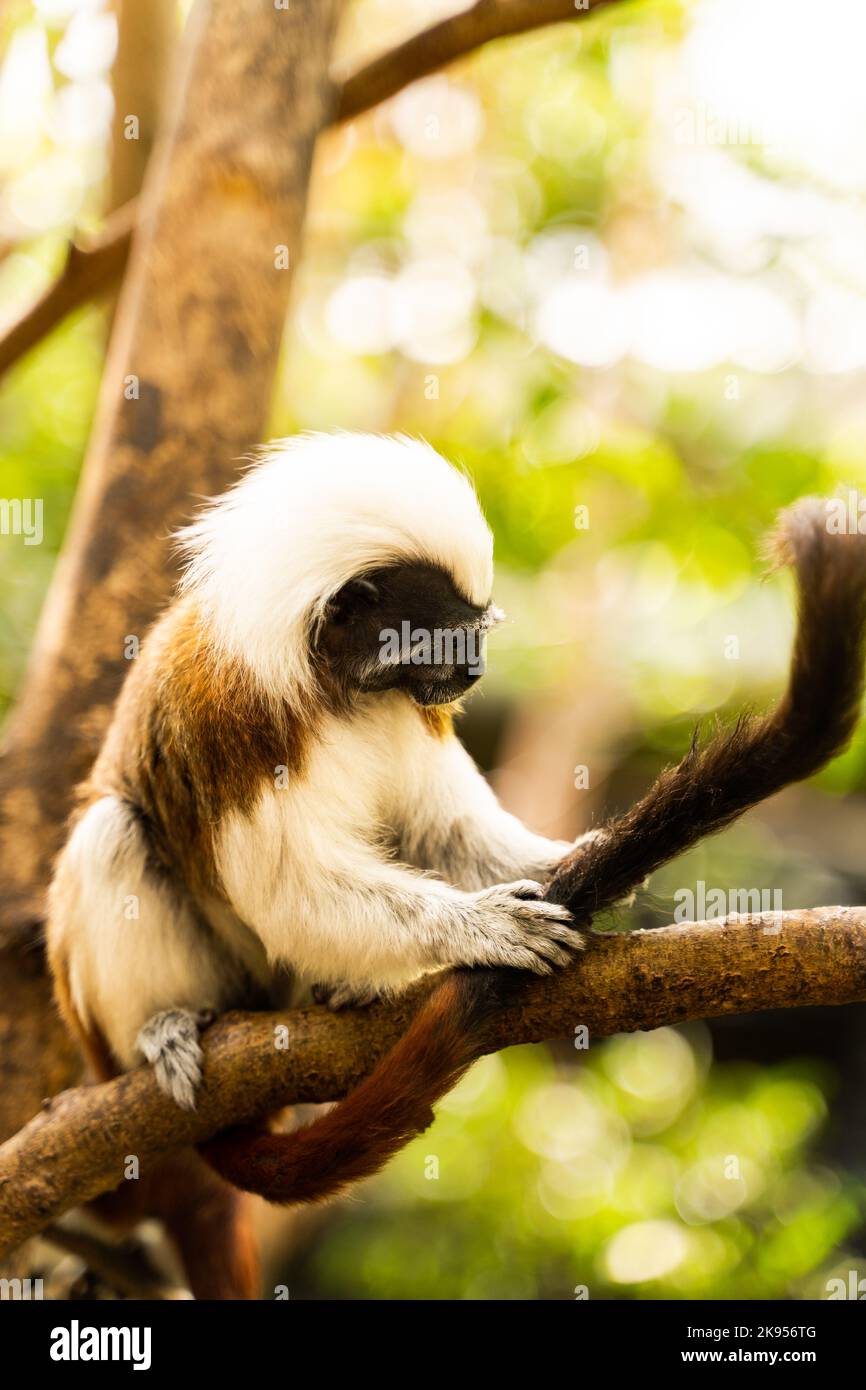 A vertical shot of a cotton-top tamarin on the tree in the rainforest ...