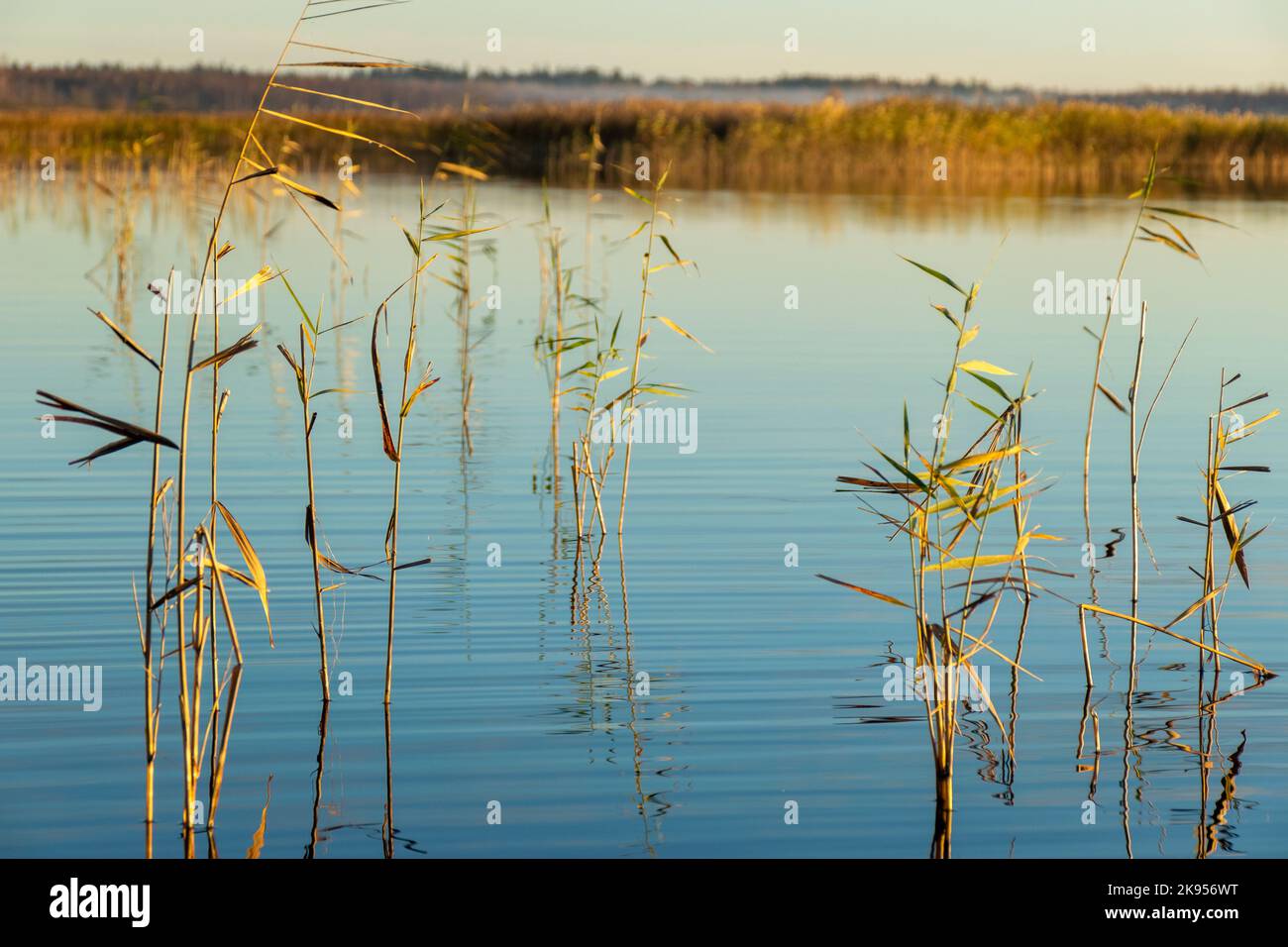 golden hour in a swamp lake, reeds and birch groves on the shore of the ...