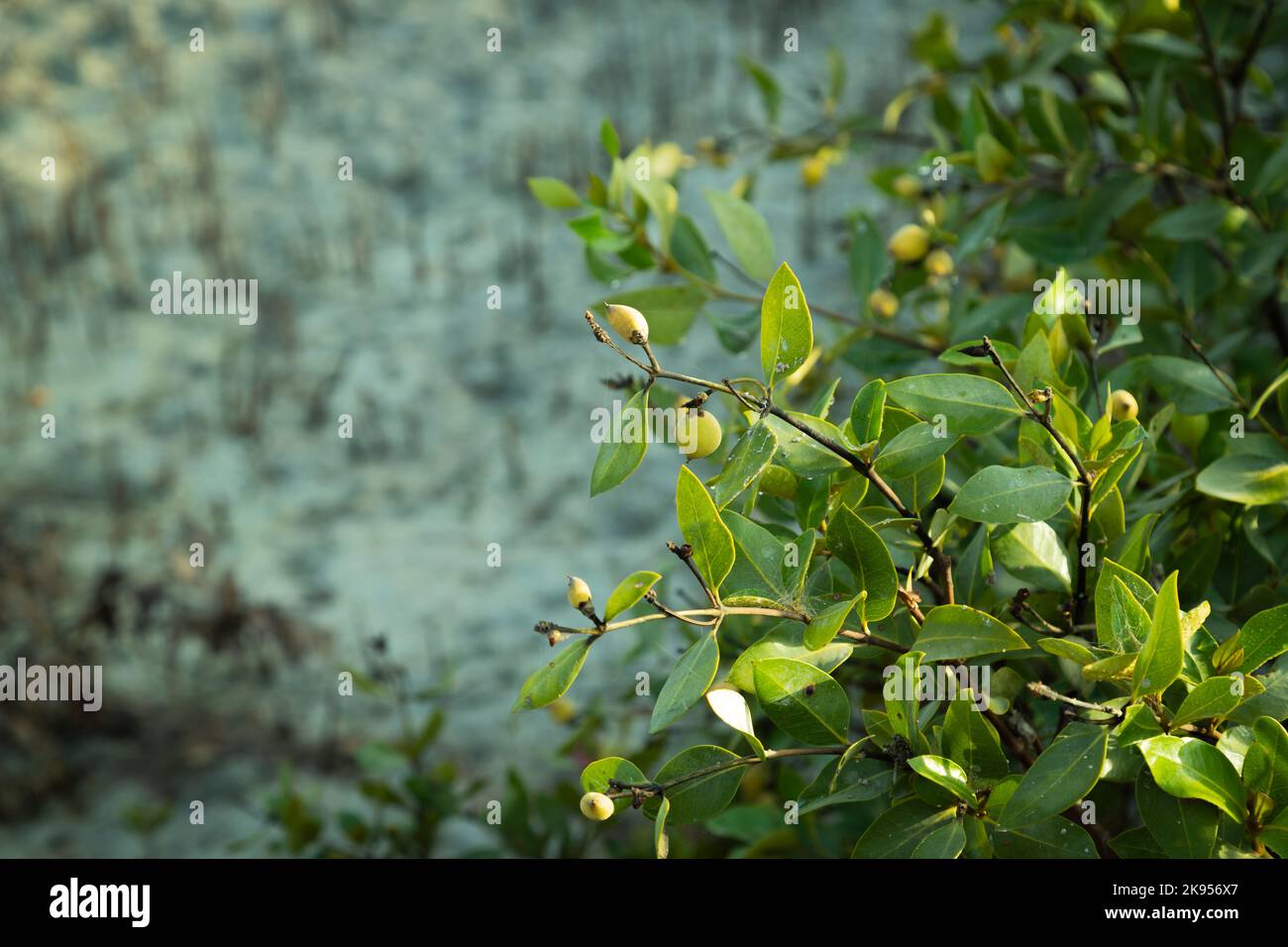 Greenish Mangroves Trees early morning view from Umm Al Quwain beach ...