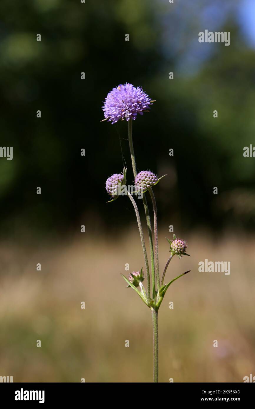 Succisa pratensis, Devil's-Bit Scabious, Dipsacaceae. A wild plant shot ...