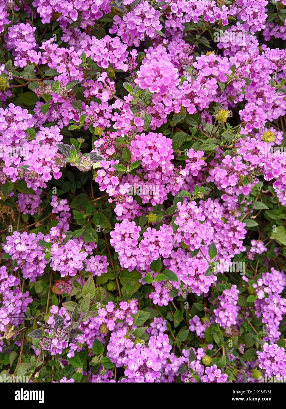 Trailing pink flowers hi-res stock photography and images - Alamy