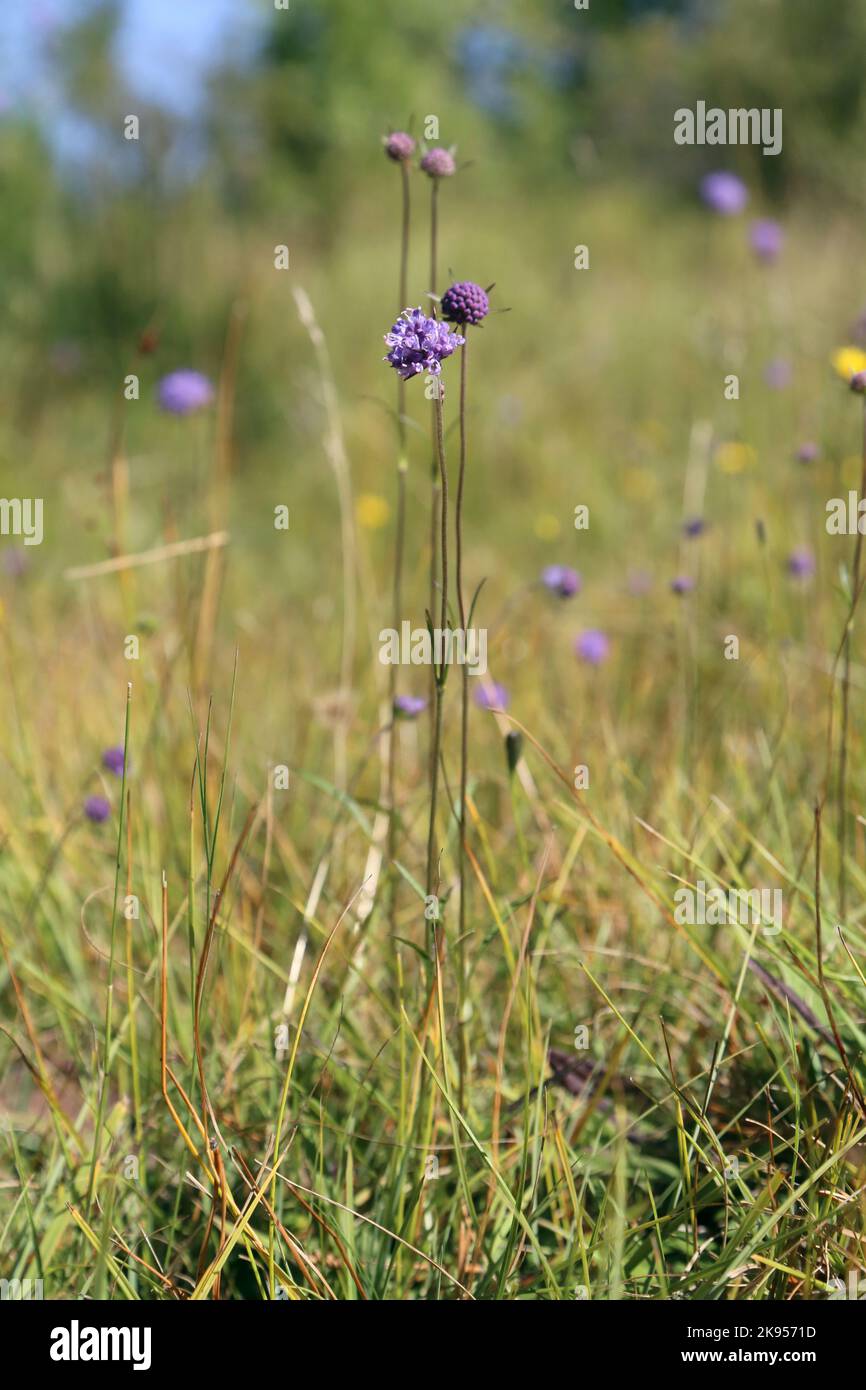 Succisa pratensis, Devil's-Bit Scabious, Dipsacaceae. A wild plant shot ...