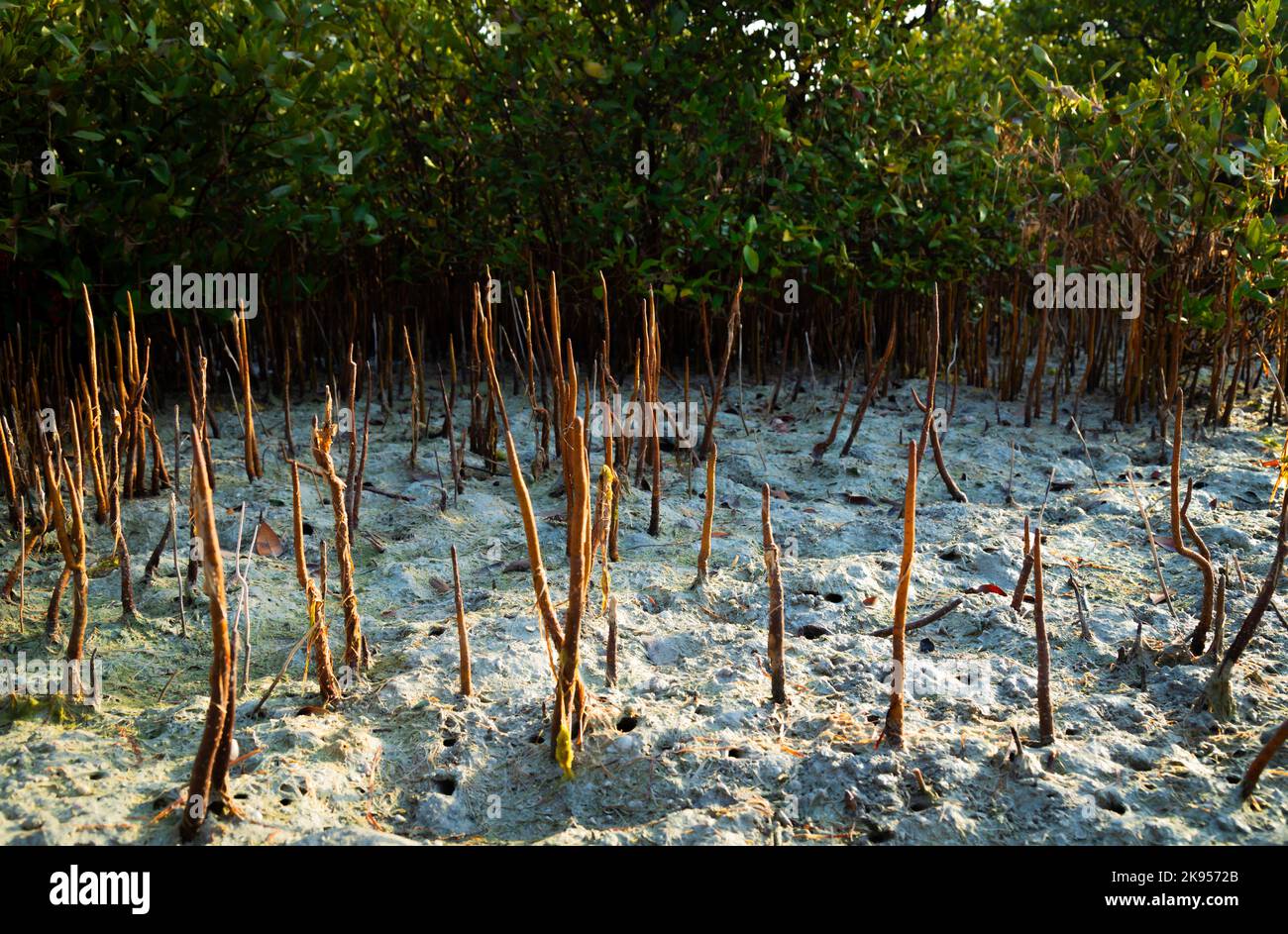 Greenish Mangroves Trees early morning view from Umm Al Quwain beach ...