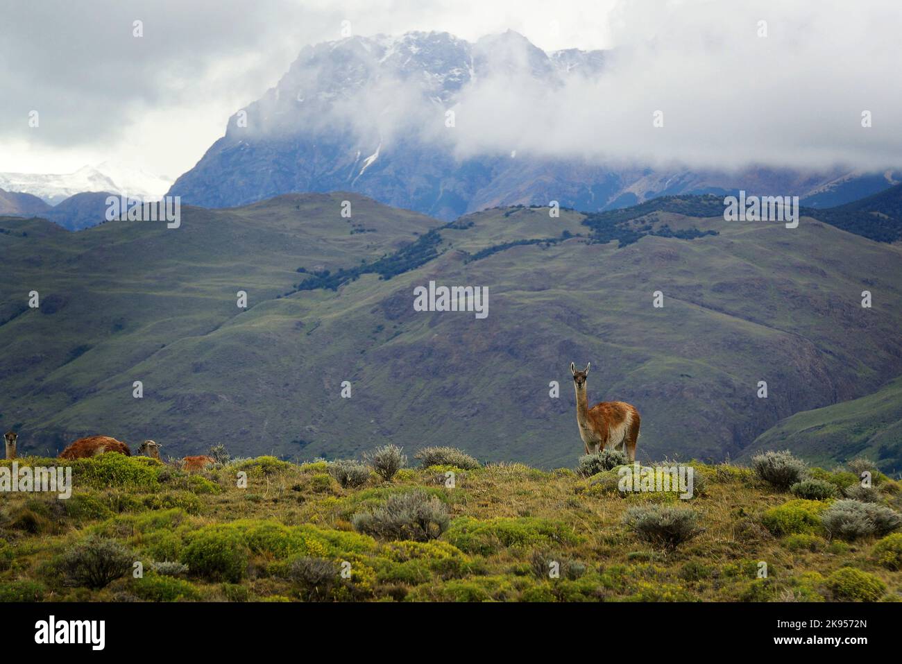 A wild brown alpaca on the Patagonian steppe desert in the mountains of ...