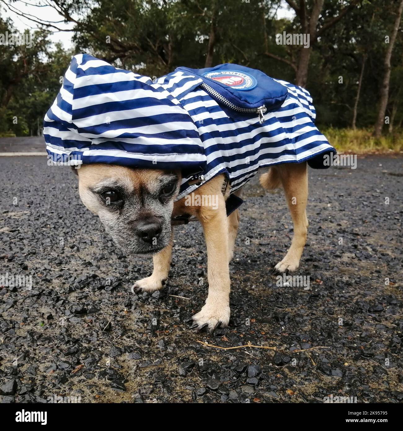 A beautiful shot of a Pug cross Jack Russell mixed dog with a blue and ...