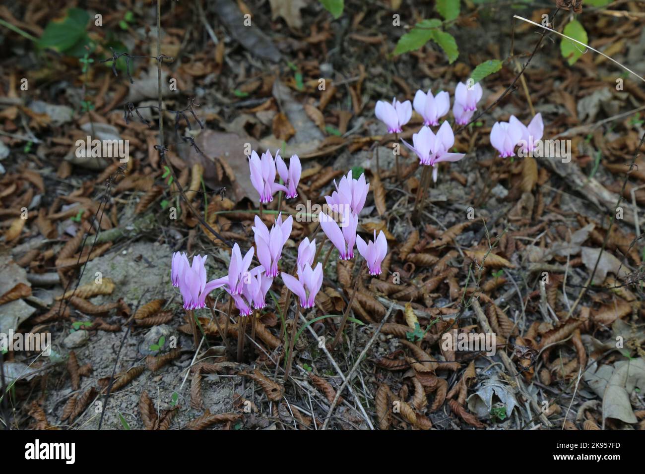 Cyclamen hederifolium, ivy-leaved cyclamen, Primulaceae. A wild plant ...