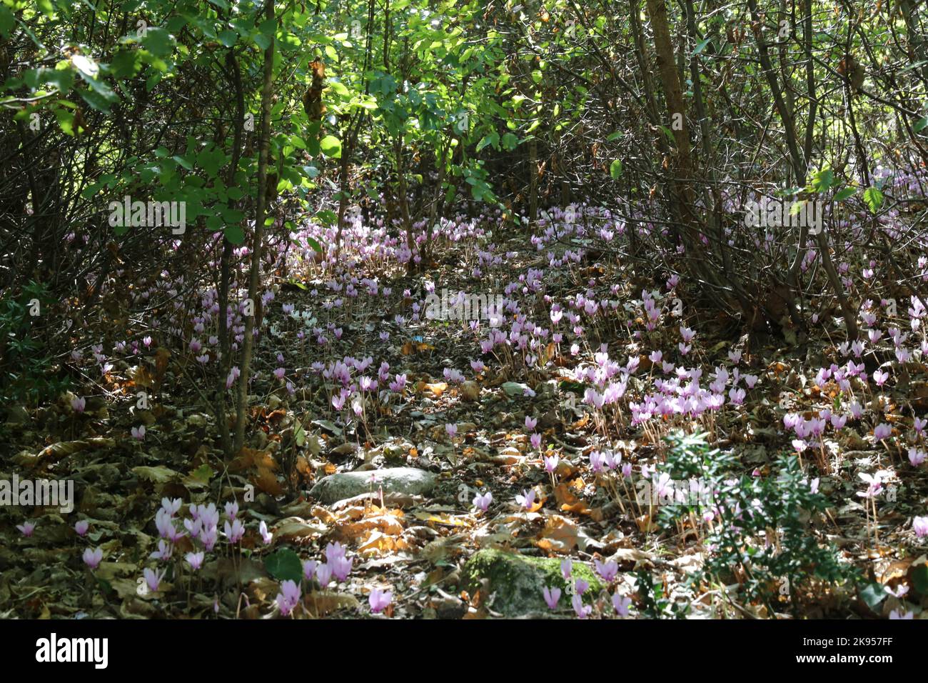 Cyclamen hederifolium, ivy-leaved cyclamen, Primulaceae. A wild plant ...