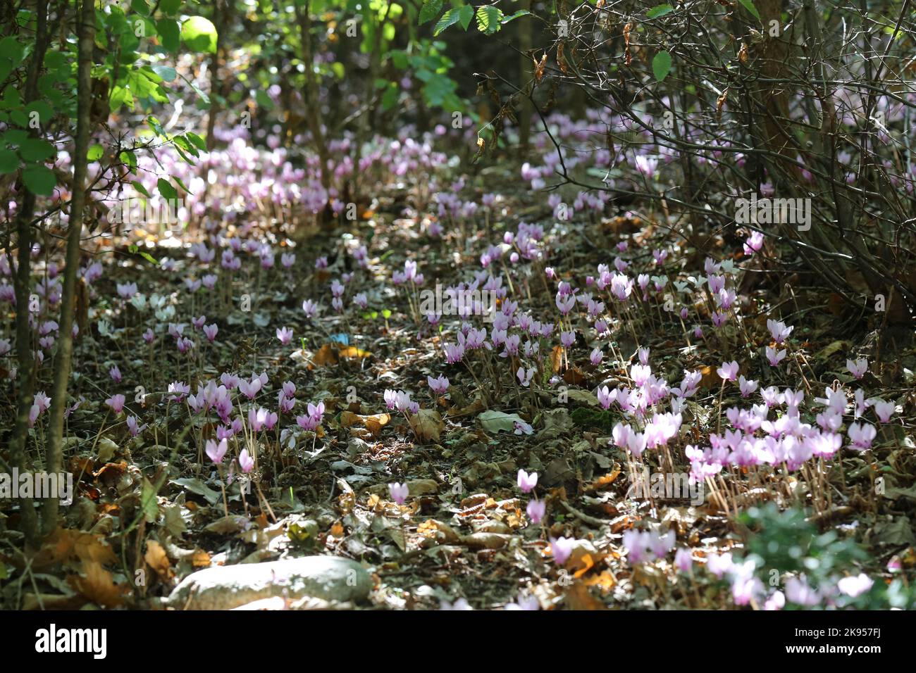 Cyclamen hederifolium, ivy-leaved cyclamen, Primulaceae. A wild plant ...