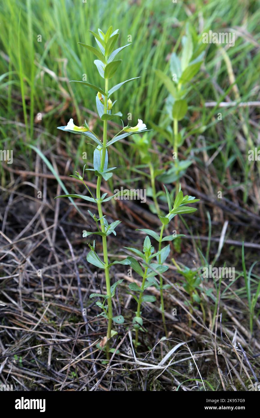 Gratiola officinalis, Plantaginaceae. A wild plant shot in the fall ...