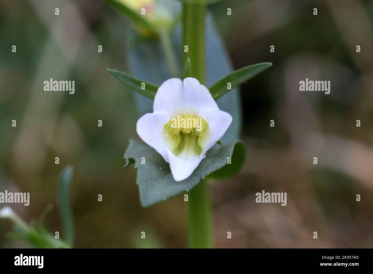 Gratiola officinalis, Plantaginaceae. A wild plant shot in the fall ...