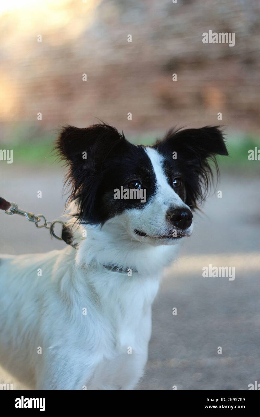 Mestizo dog is a term normally used to indicate a dog that is the ...