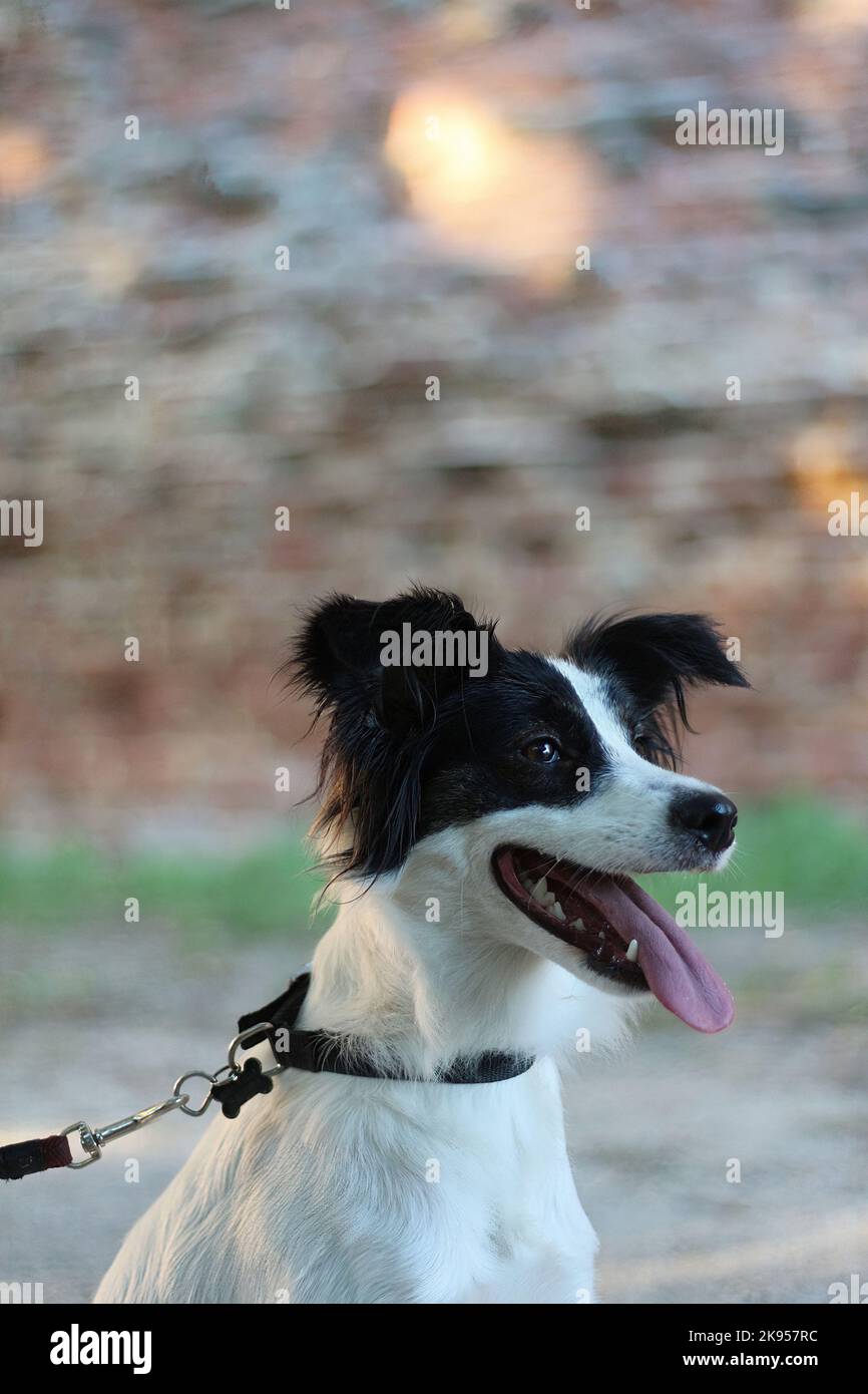 Mestizo dog is a term normally used to indicate a dog that is the ...