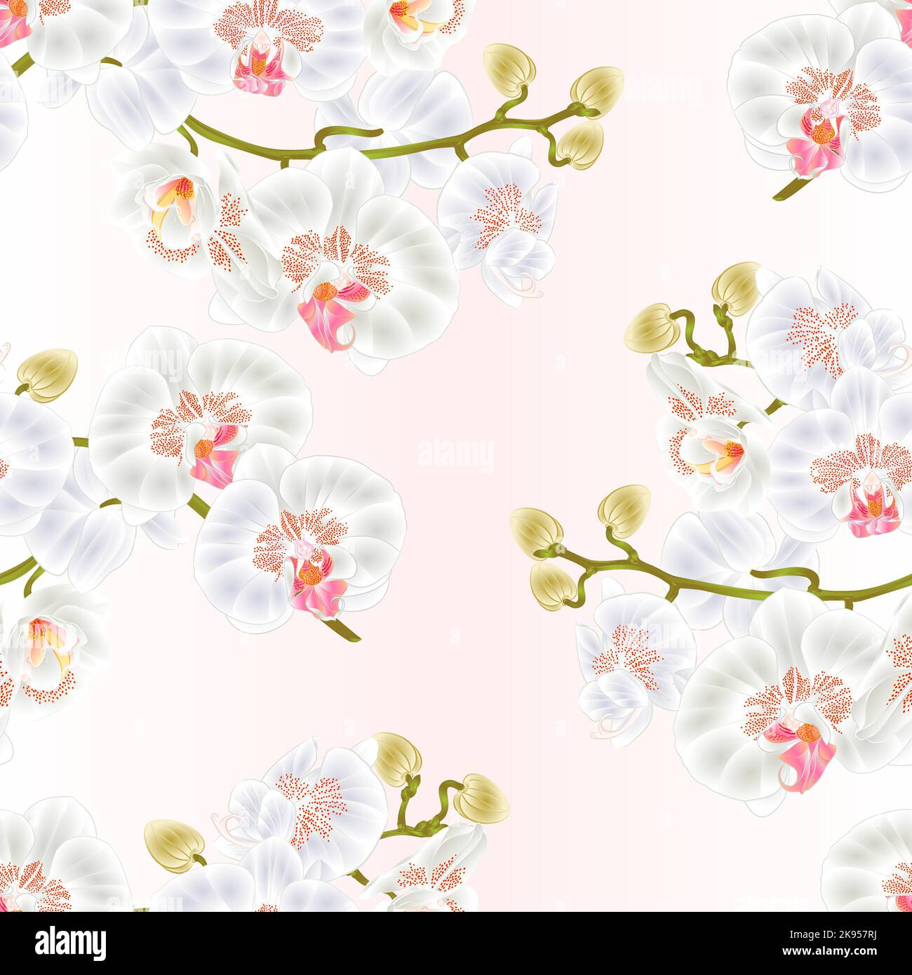 Seamless Texture Branch Orchids White Flowers Phalaenopsis Tropical