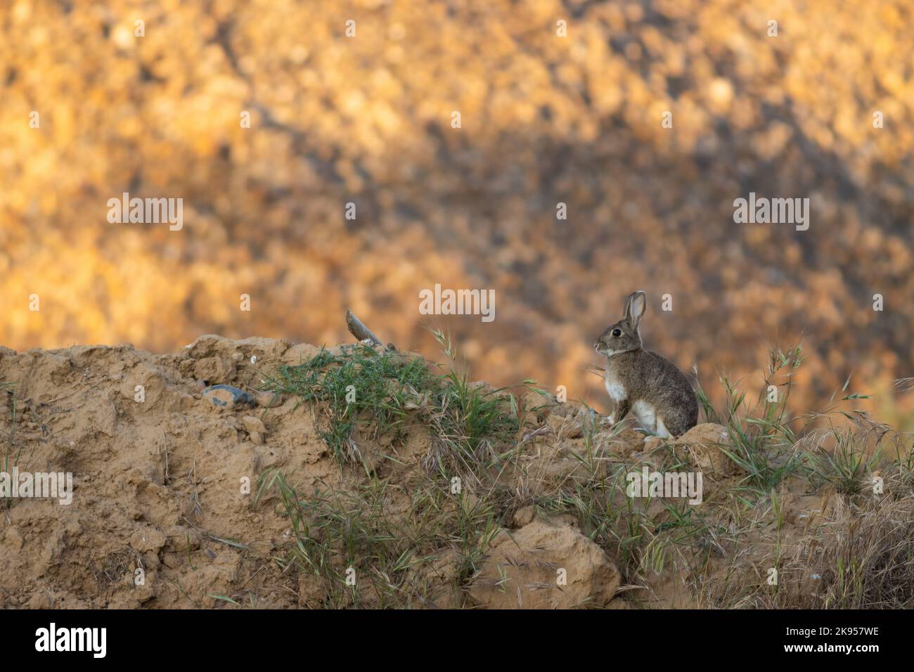 A cute brown rabbit sitting on the rock isolated on a blurred ...