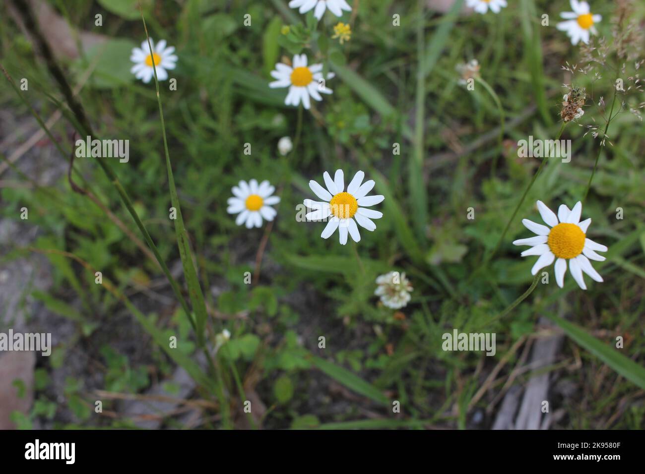 A closeup of common daisies (Bellis perennis) in a field Stock Photo ...