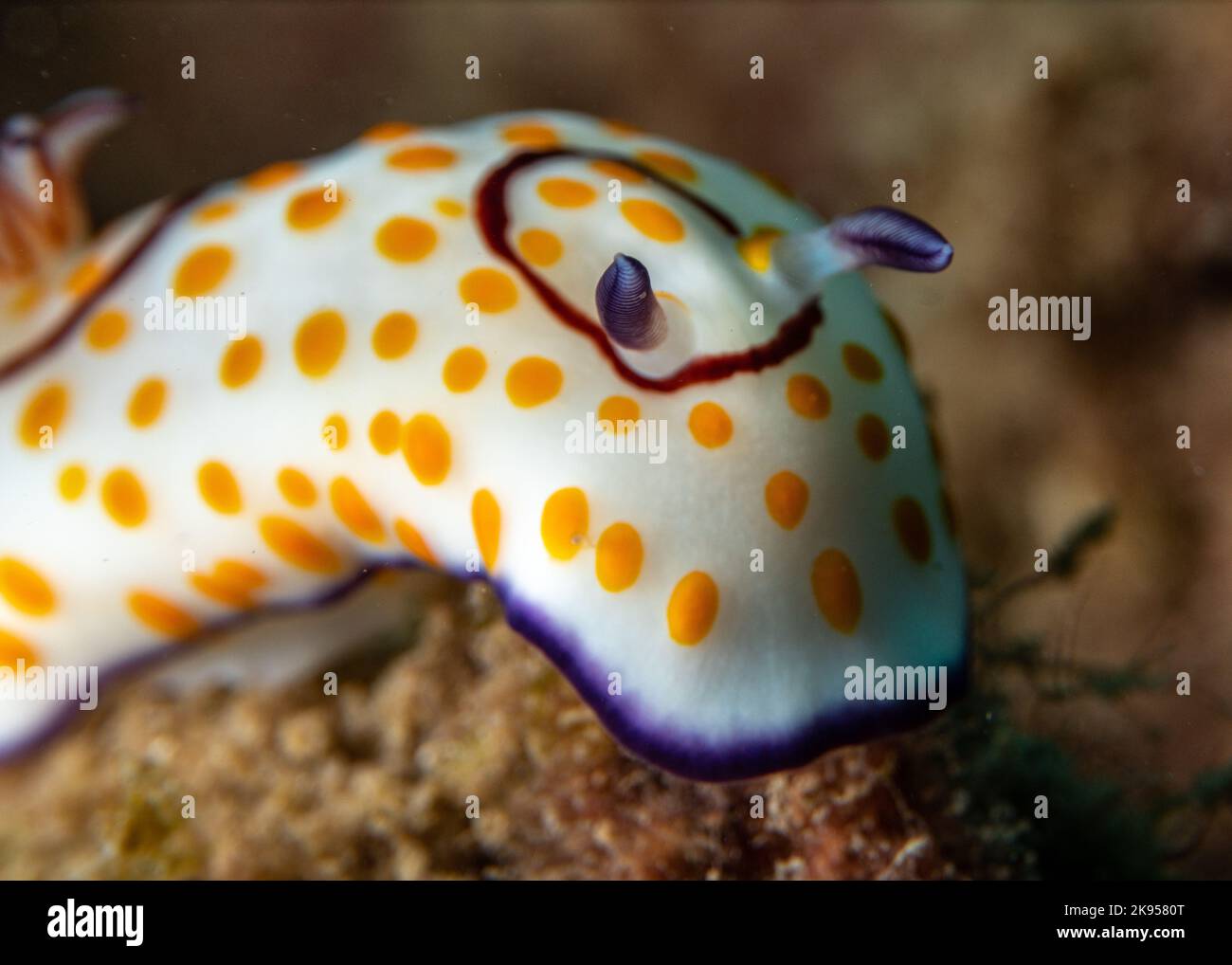 A closeup shot of a goniobranchus annulatus sea slug in the Gador ...