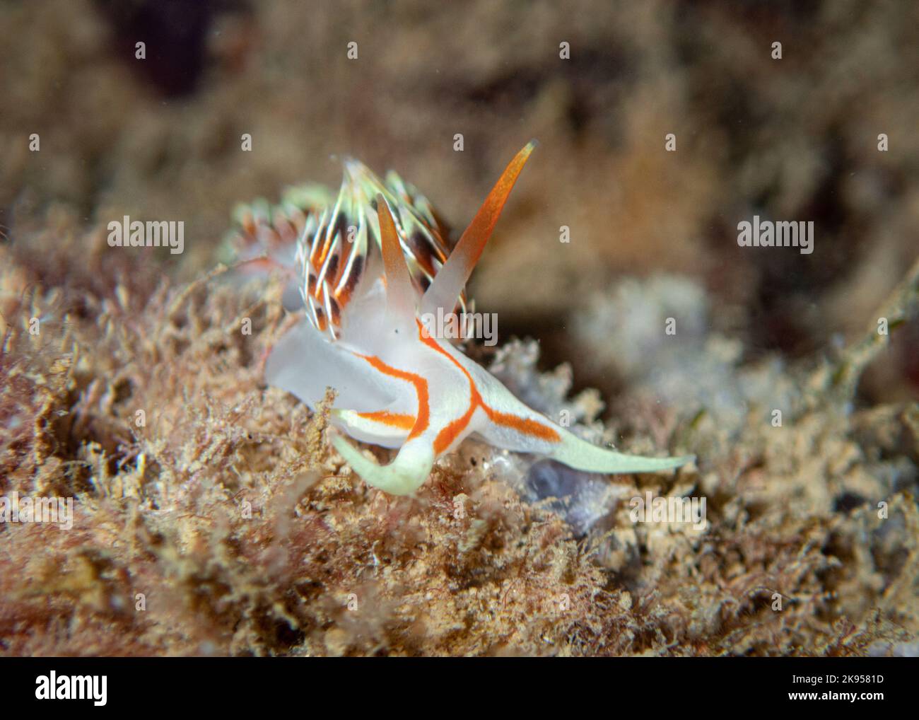 A closeup shot of a Phidiana militaris sea slug in the Gador Nature ...