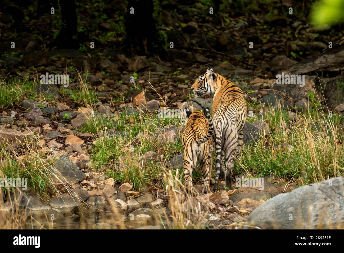 wild tiger cub and watchful mom. A careful mother tigress or panthera ...