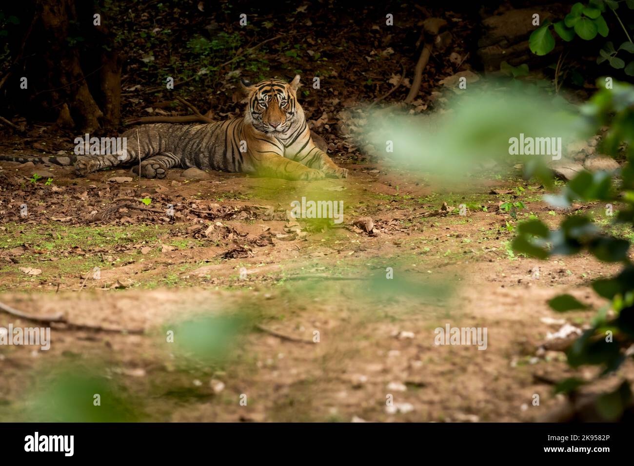 panthera tigris tigris or wild male bengal tiger resting at ranthambore ...
