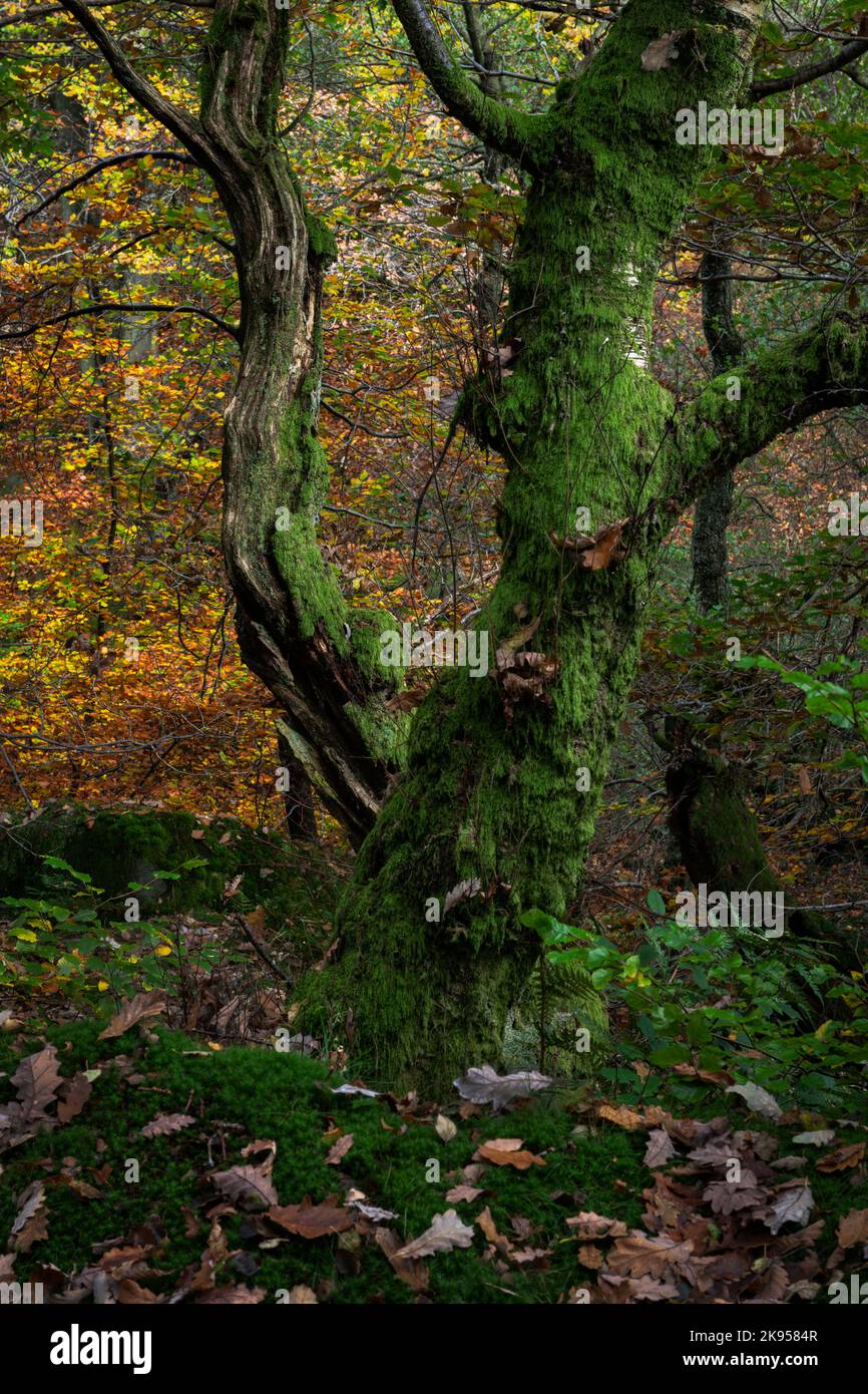 Dense mossy old growth hi-res stock photography and images - Alamy