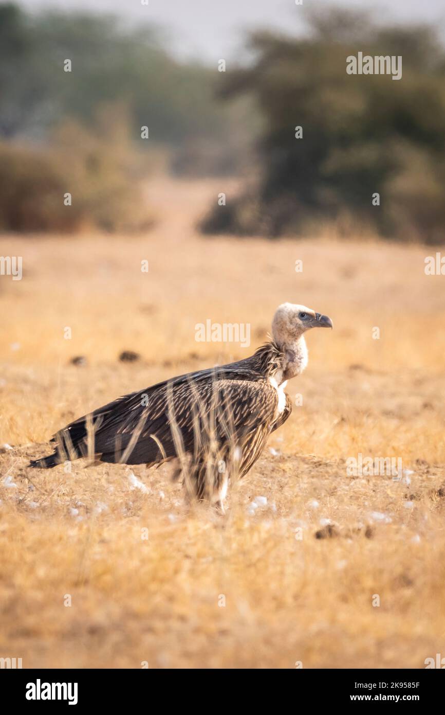 Himalayan ecosystem hi-res stock photography and images - Alamy