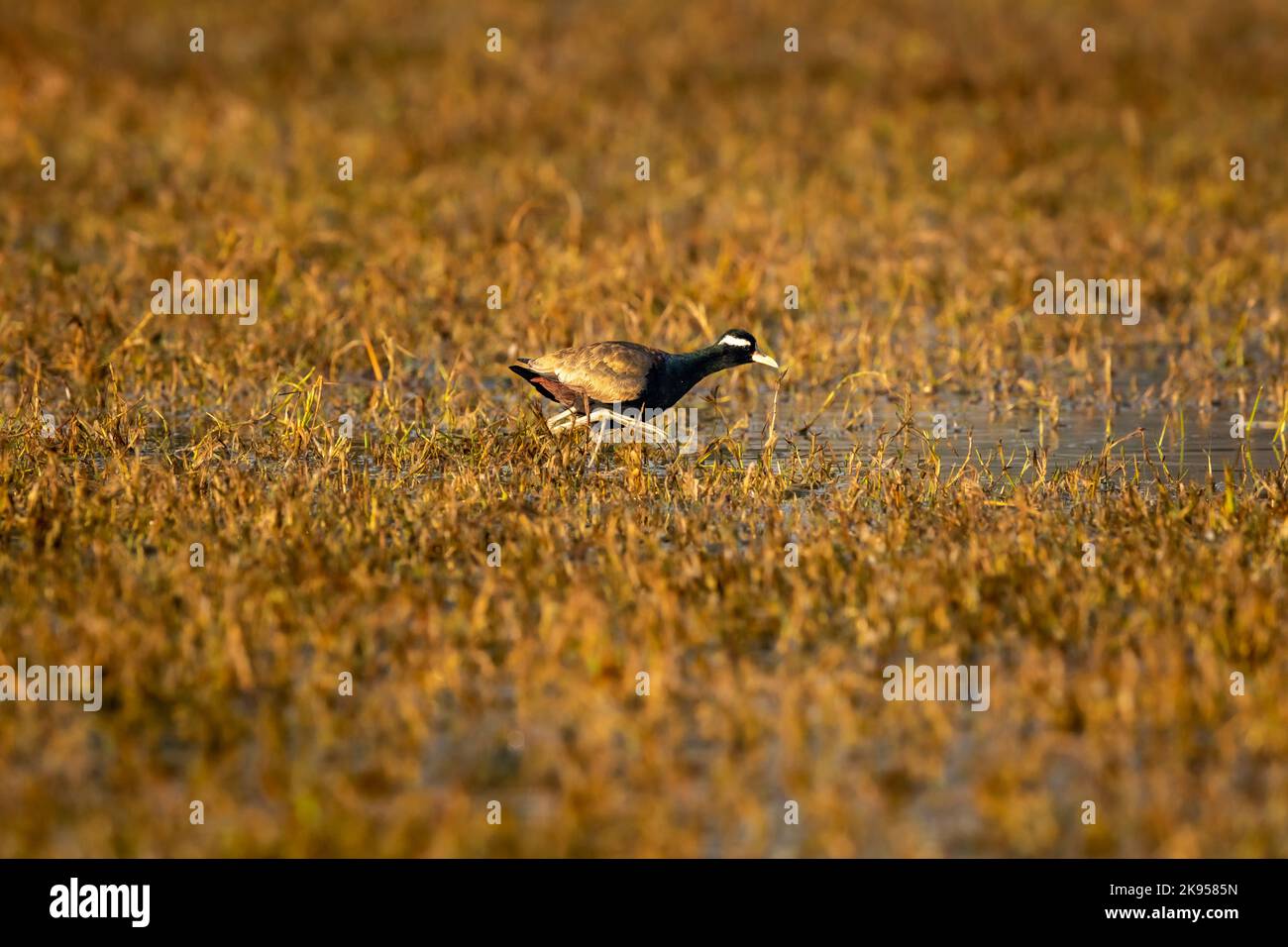 Bronze winged jacana or Metopidius indicus portrait in wetland of ...