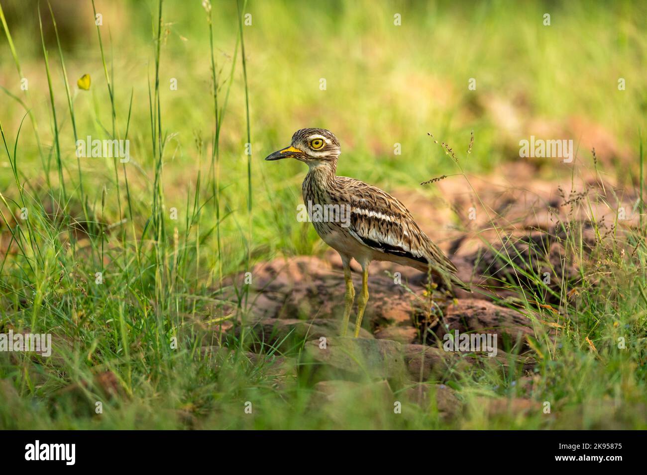 Indian stone curlew india hi-res stock photography and images - Alamy