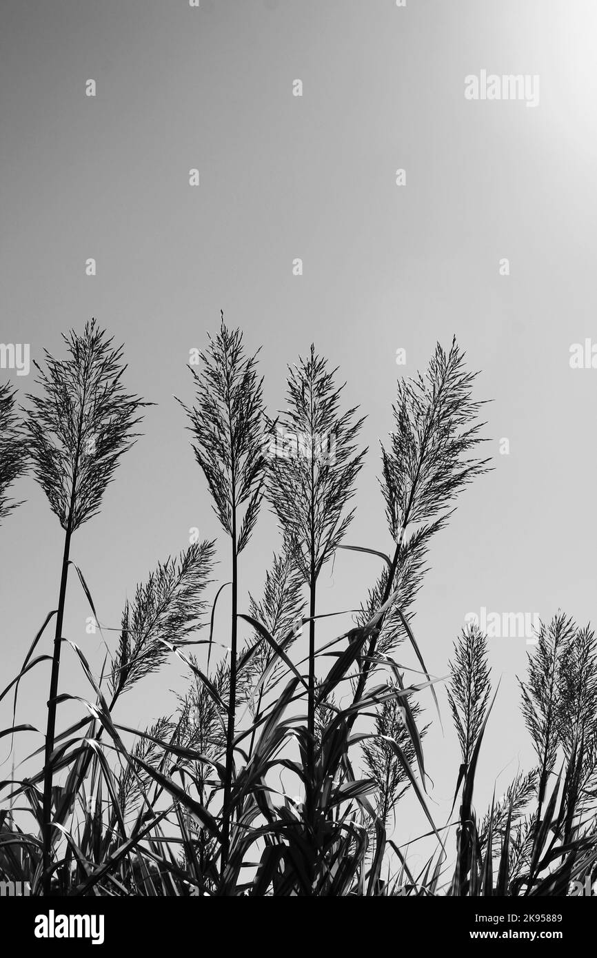 Wild reeds and grasses growing in the fields in a black and white ...