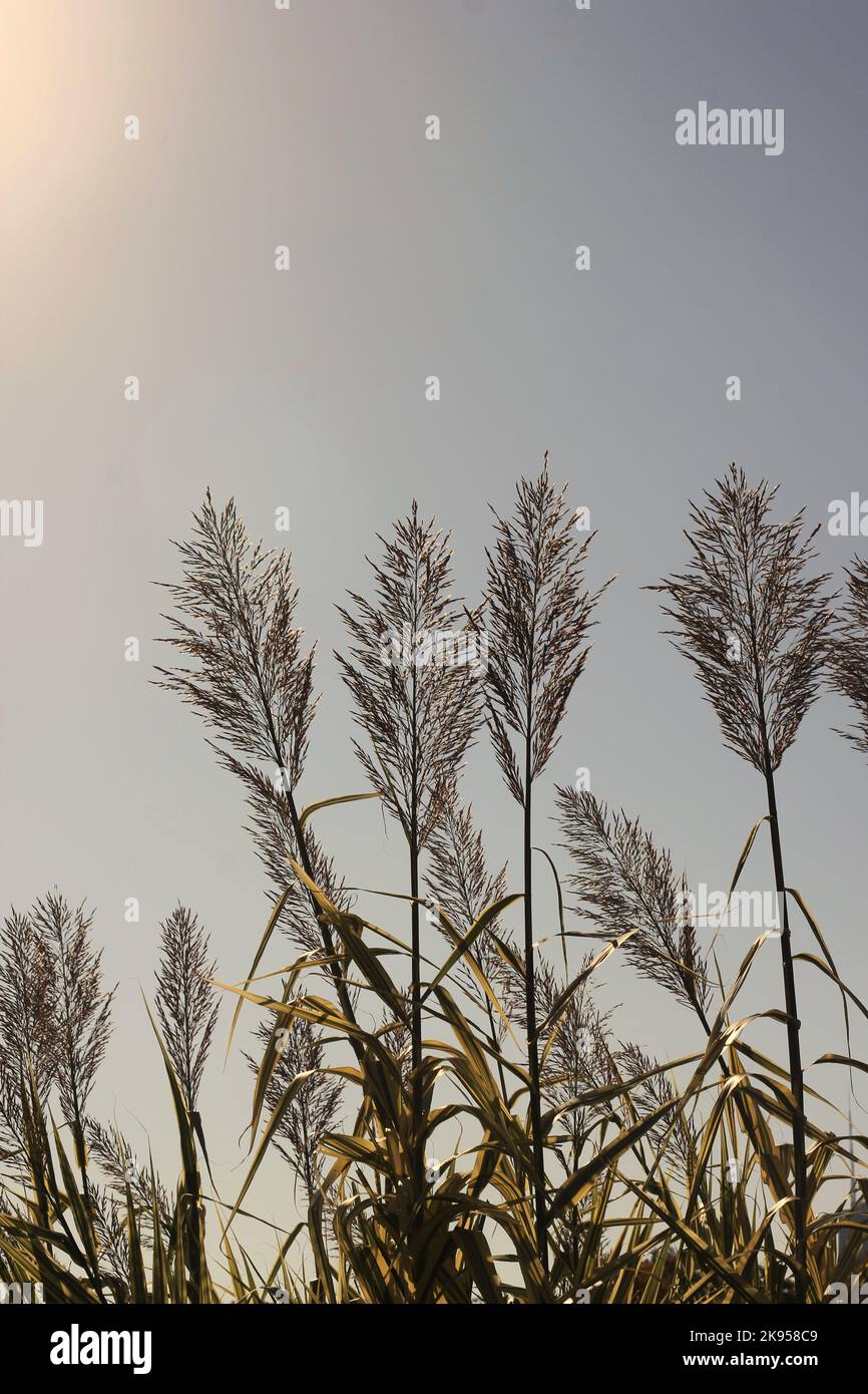 Wild reeds and grasses growing in the fields Stock Photo - Alamy