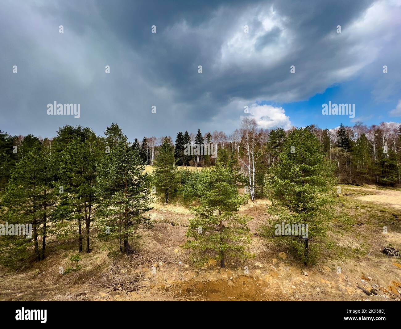 A view of the green trees in the nature Stock Photo - Alamy
