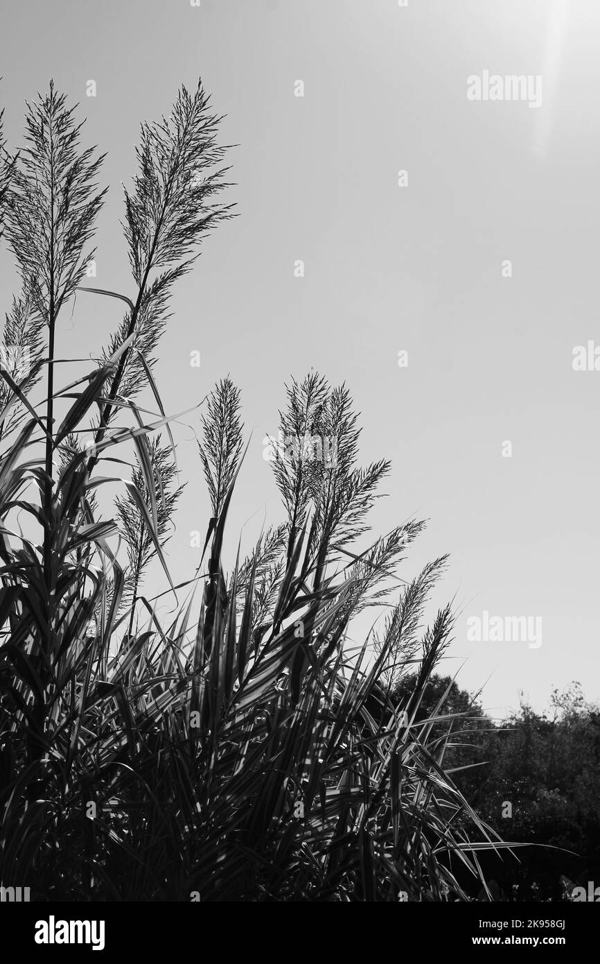 Wild reeds and grasses growing in the fields in a black and white ...