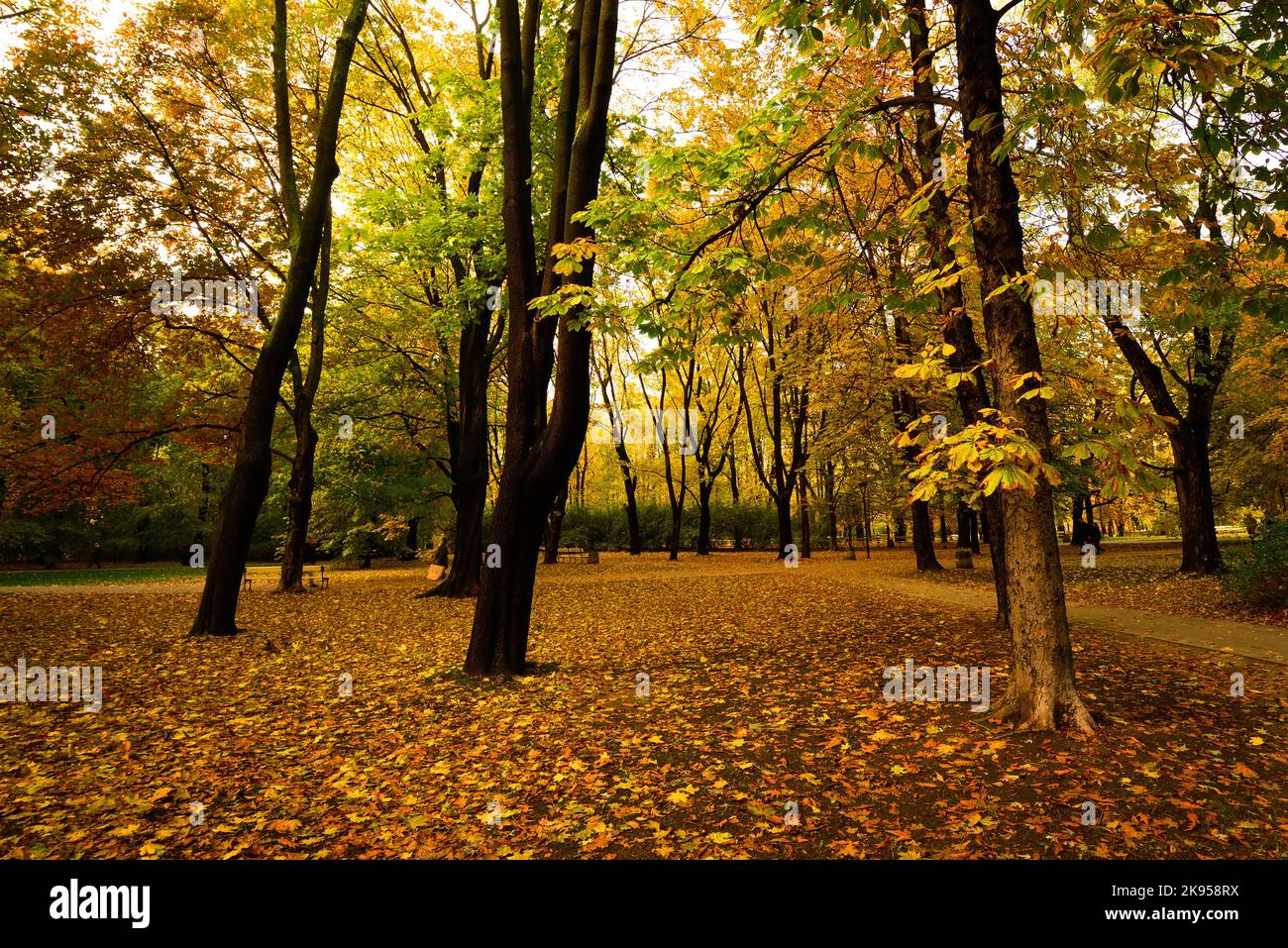 A tall autumn tree in the forest with dried fallen leaves on the ground ...