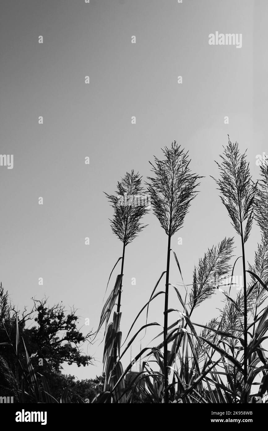 Wild reeds and grasses growing in the fields in a black and white ...