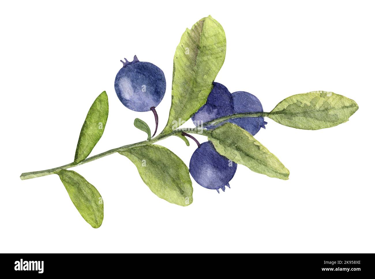 Watercolor Hand Drawn illustration of Blueberry branch. Forest Plant ...