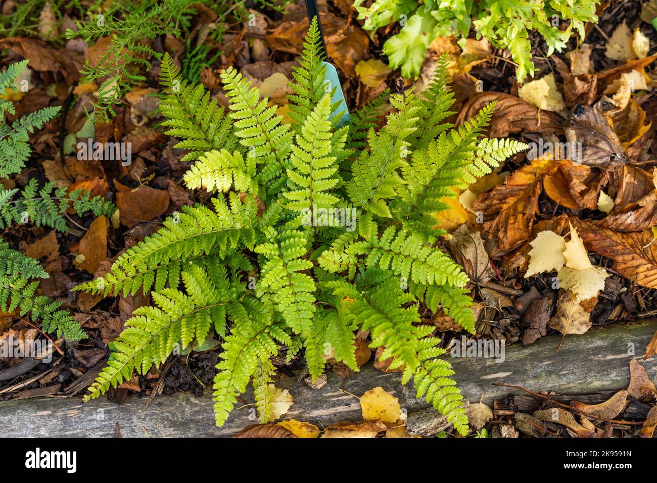 Polystichum polyblepharum. Japanese Tassel Fern. Surrounded by fallen ...