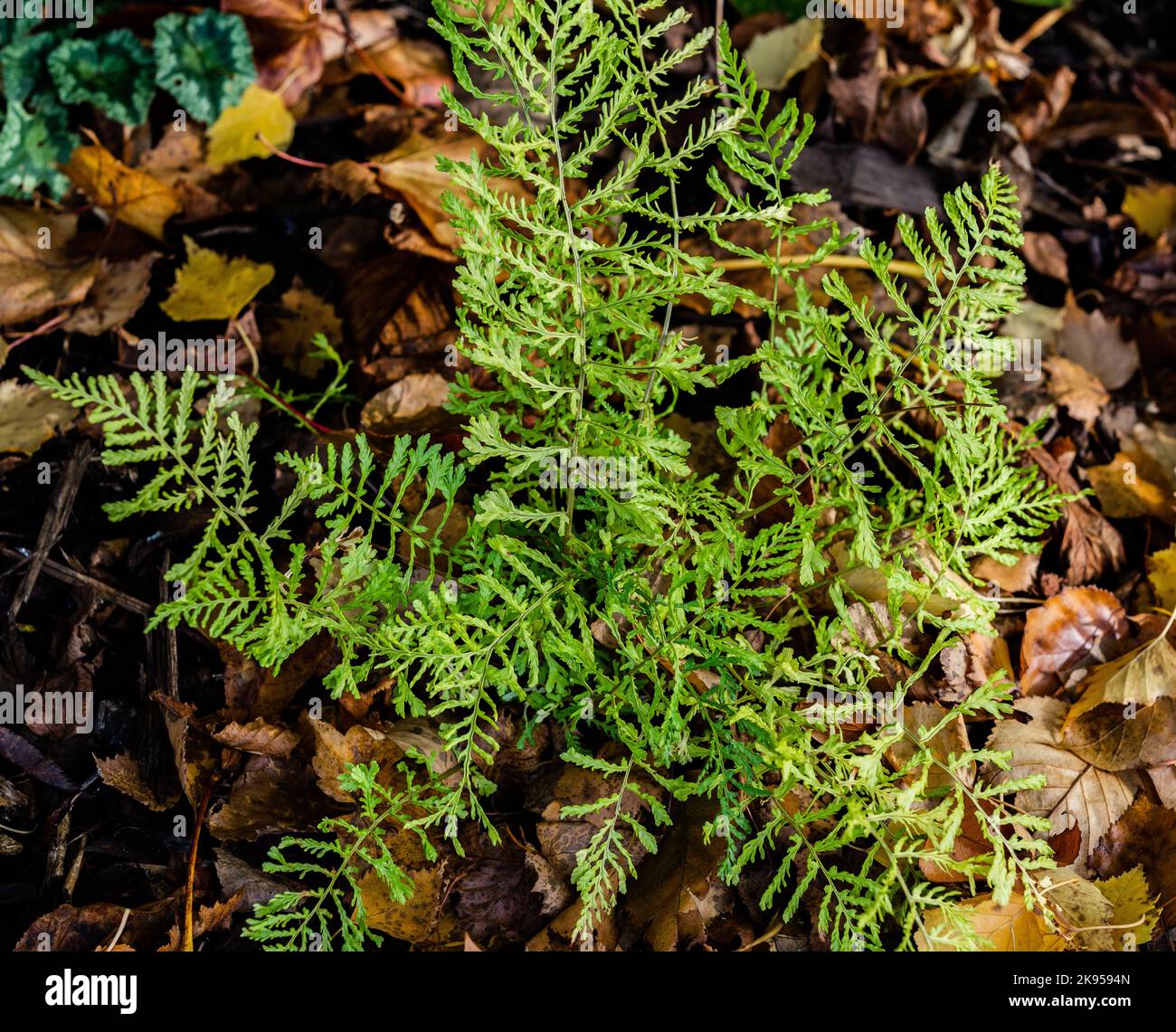 Dryopteris affinis ‘Cristata The King’. Golden-scaled male fern Stock ...