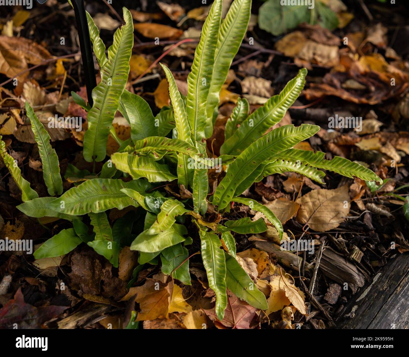 Hart's Tong Fern. Asplenium scolopendrium Stock Photo - Alamy