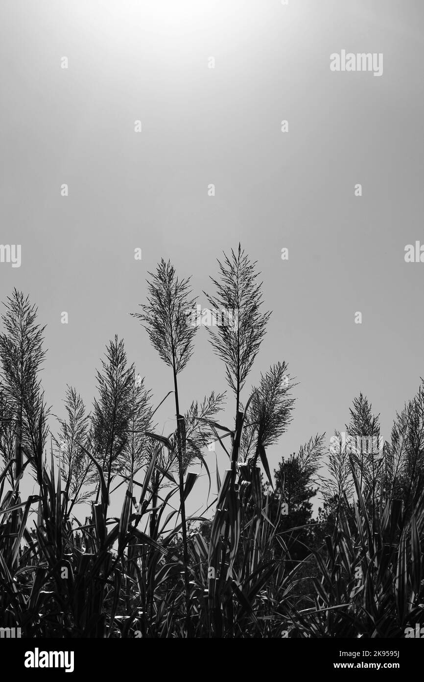 Wild reeds and grasses growing in the fields in a black and white ...