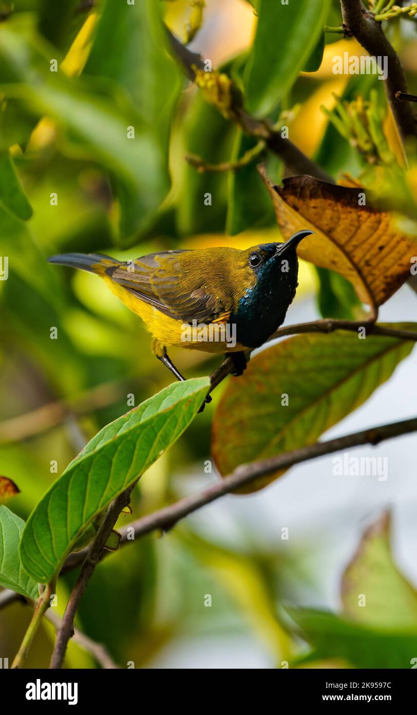 Flame breasted sunbird hi-res stock photography and images - Alamy