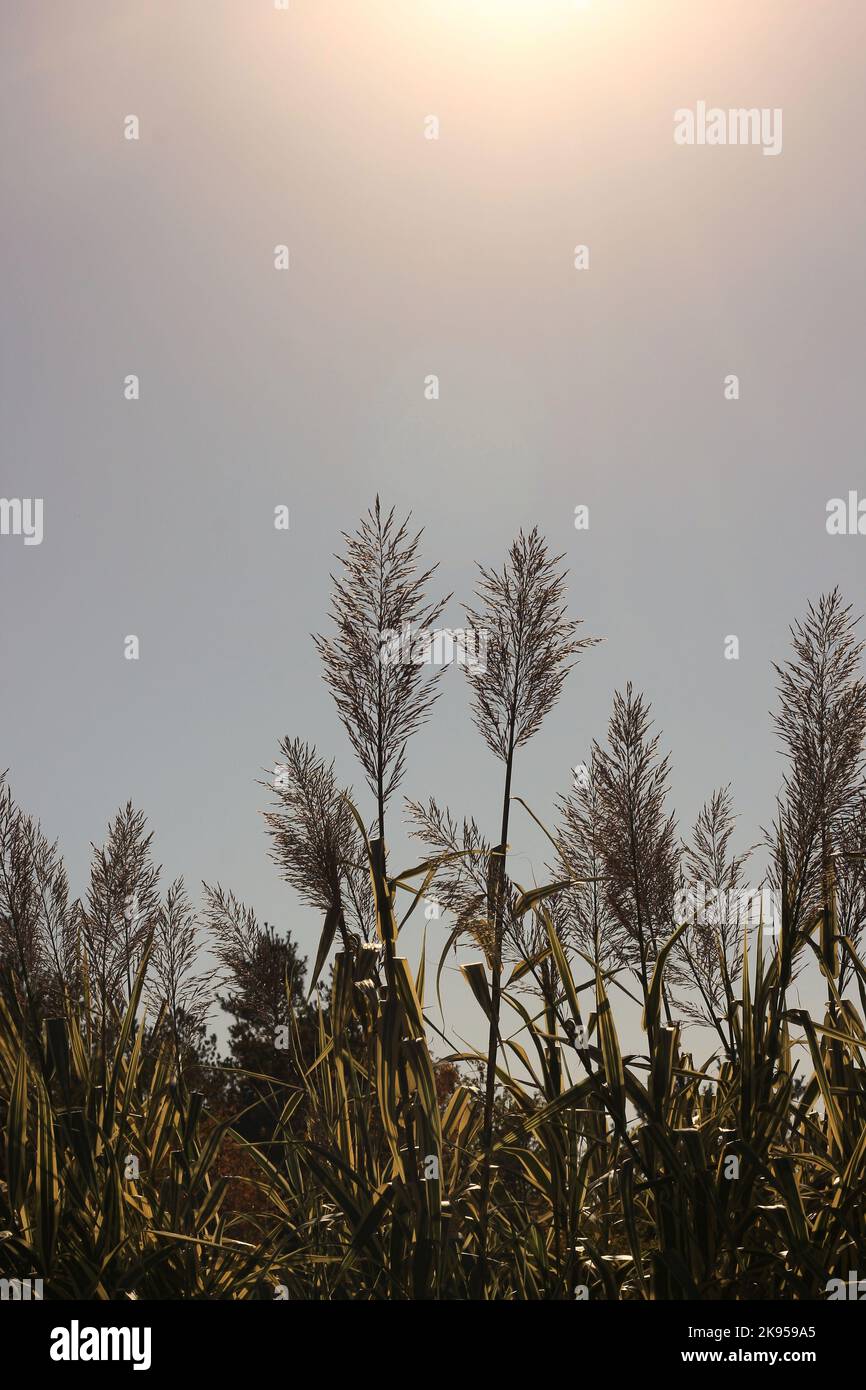 Wild reeds and grasses growing in the fields Stock Photo - Alamy