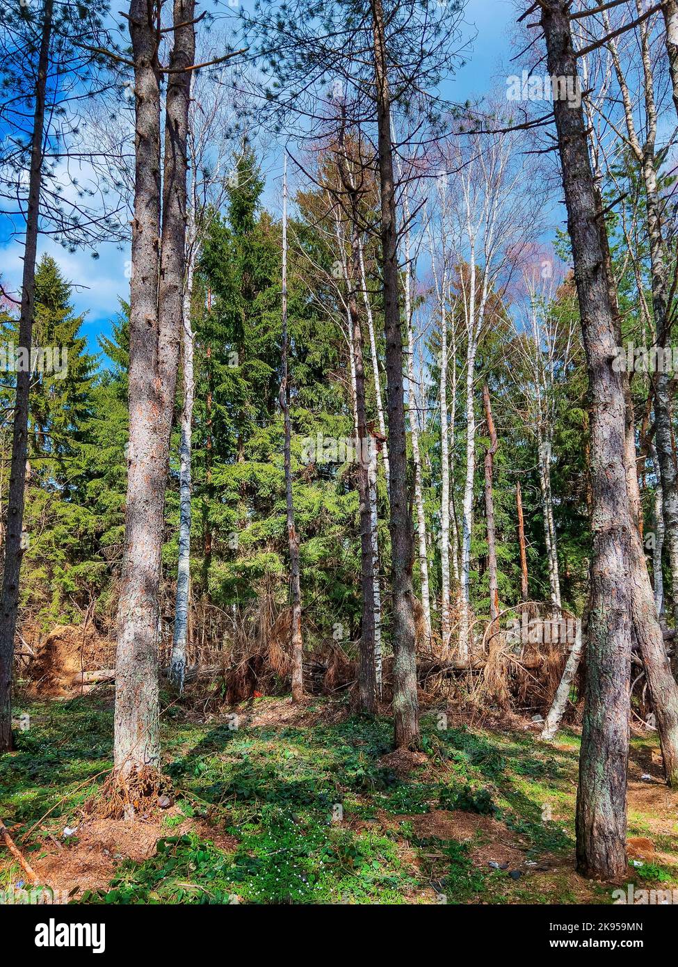 A vertical shot of the trees in the green beautiful forest Stock Photo ...